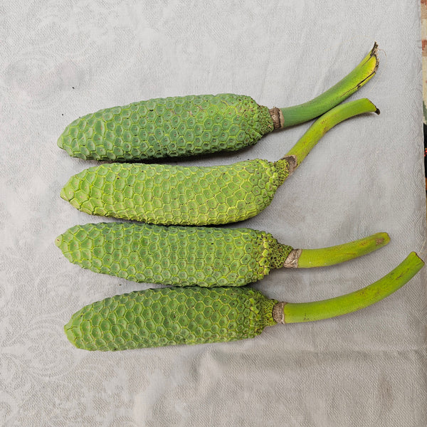 Banana Ananás - Fruto Delicioso - Monstera Deliciosa - Consolo de Senh ...